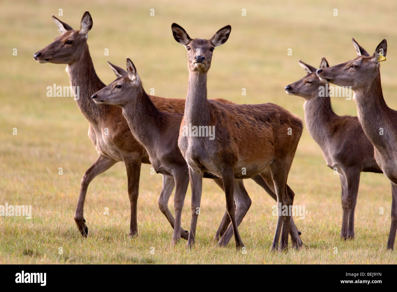 Red deer hinds in open parkland Stock Photo - Alamy