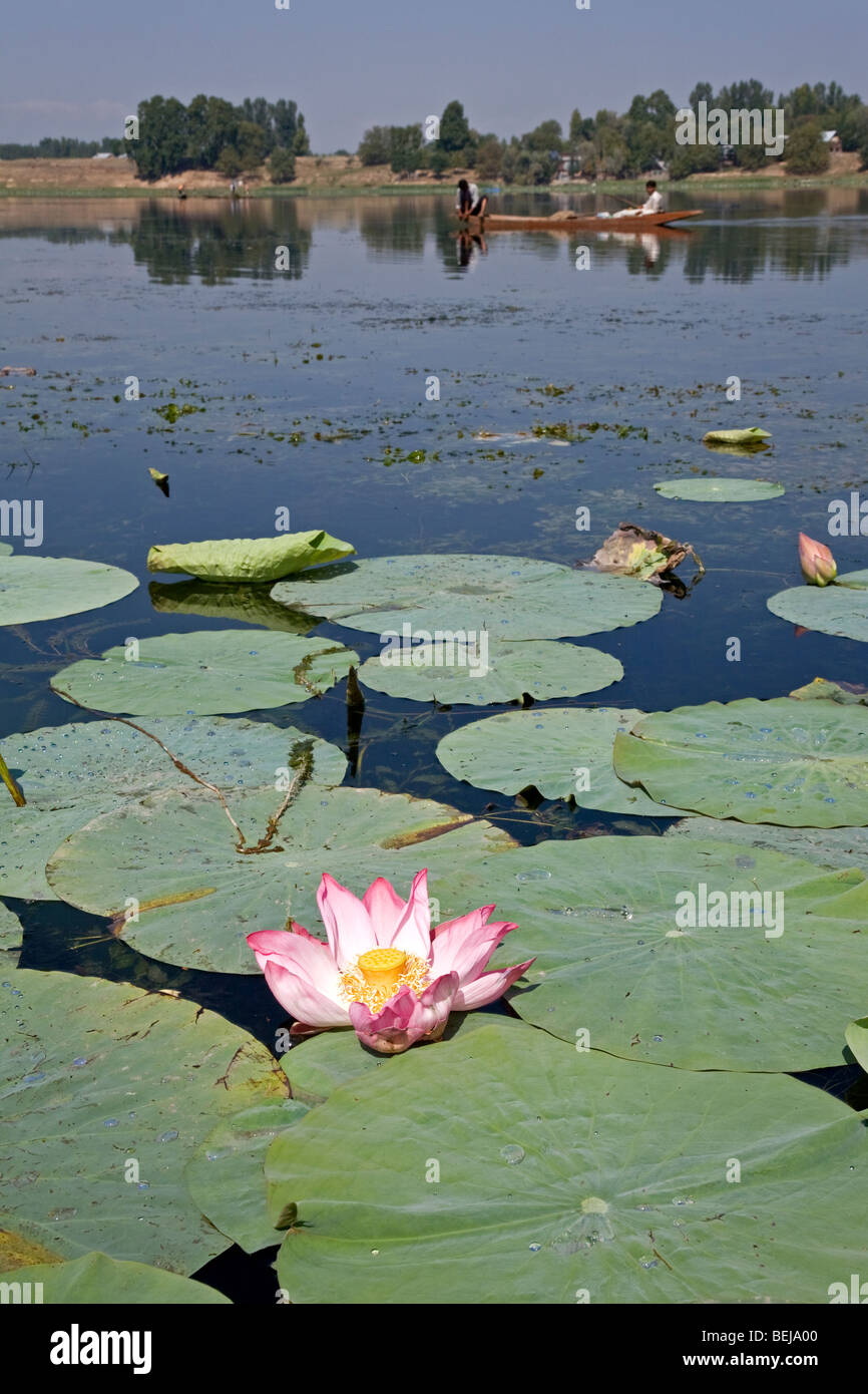 Lotus flower. Manasbal Lake. Kashmir. India Stock Photo - Alamy