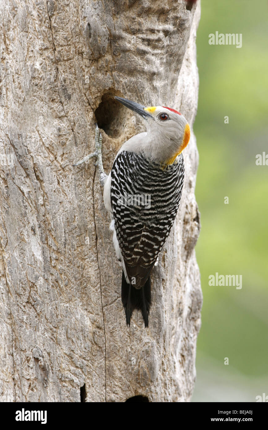 Golden fronted woodpeckers hi-res stock photography and images - Alamy
