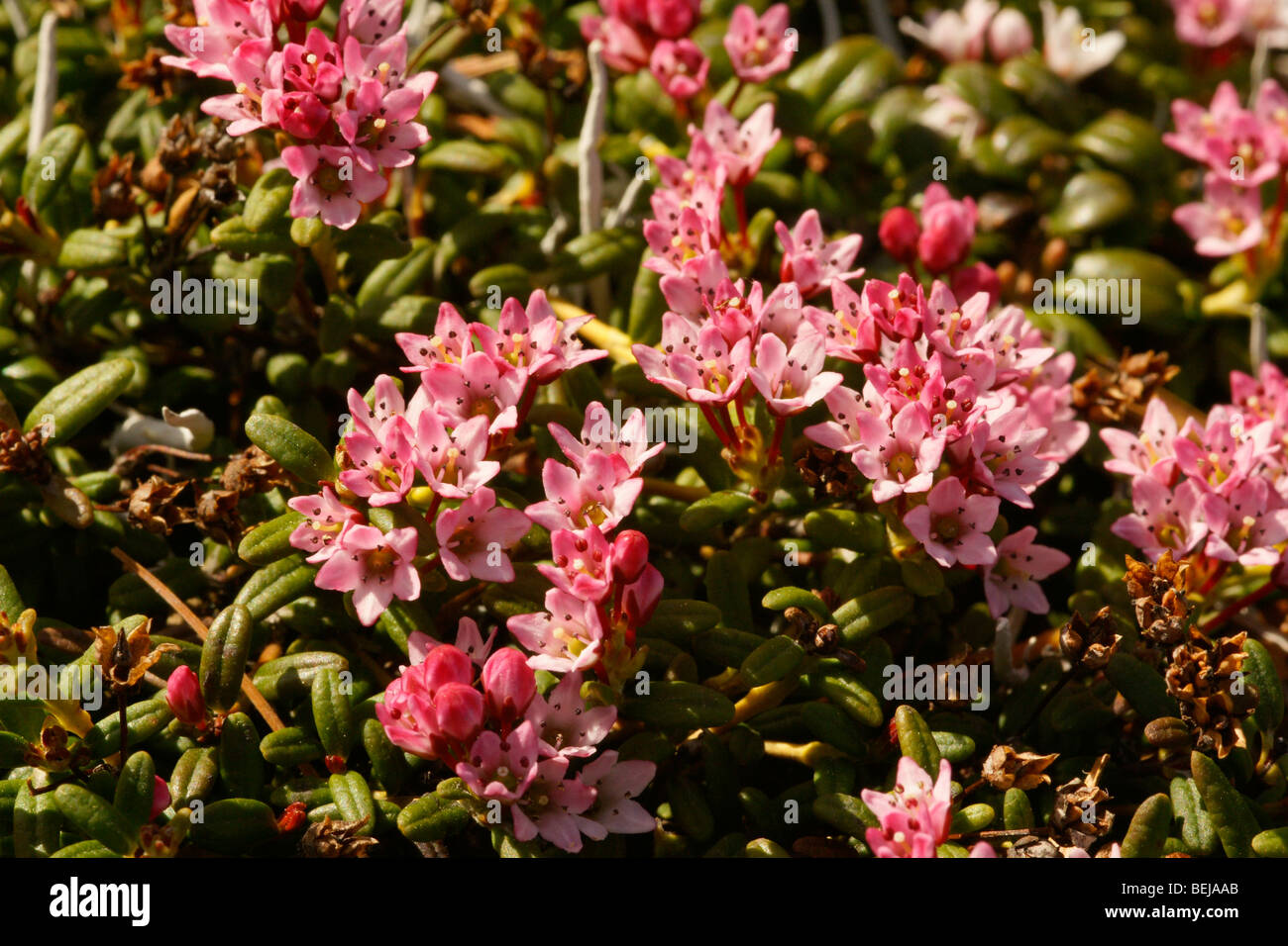 Alpine azalea (Loiseleuria procumbens Stock Photo - Alamy