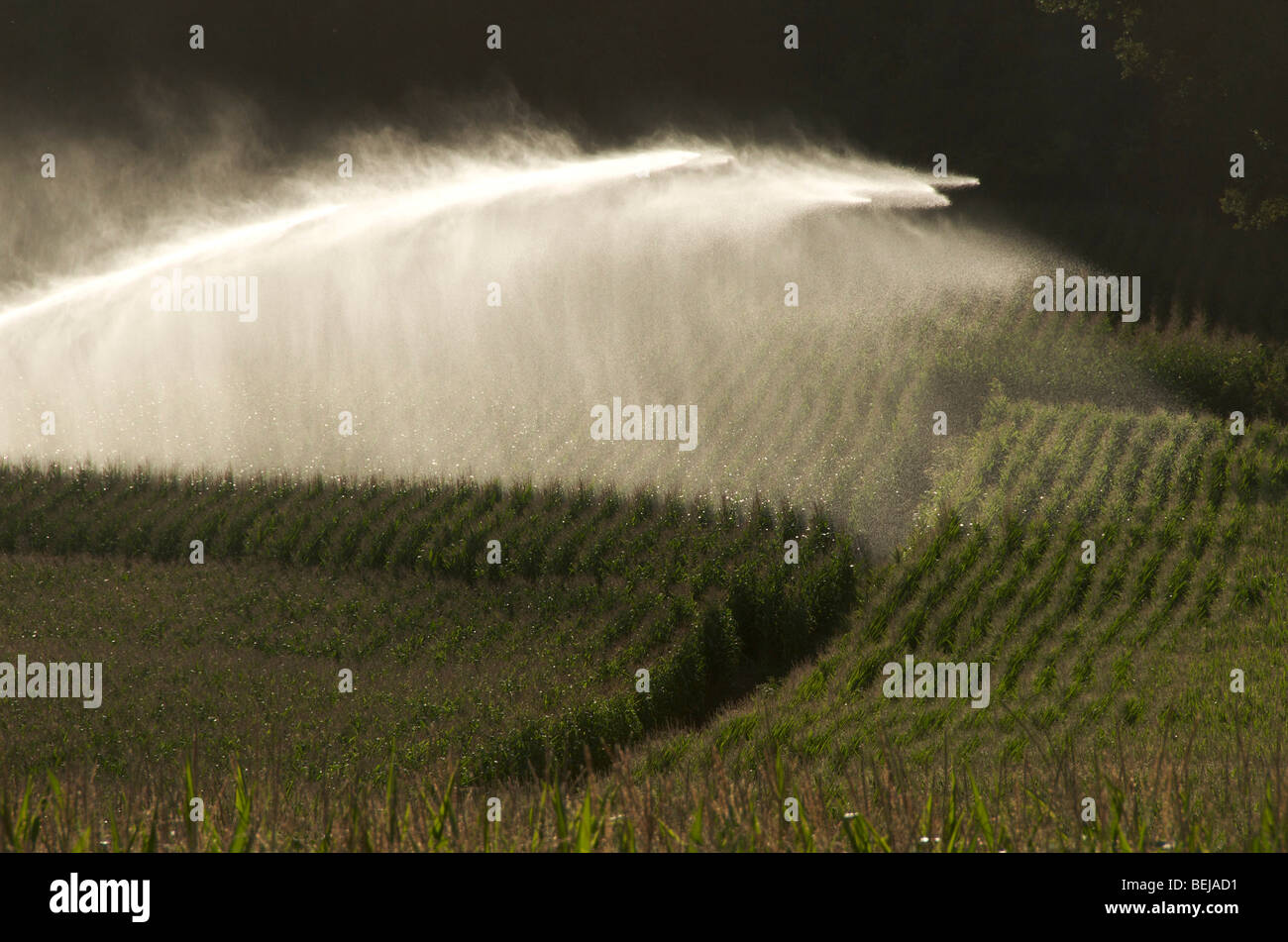 Maize irrigation hi-res stock photography and images - Alamy
