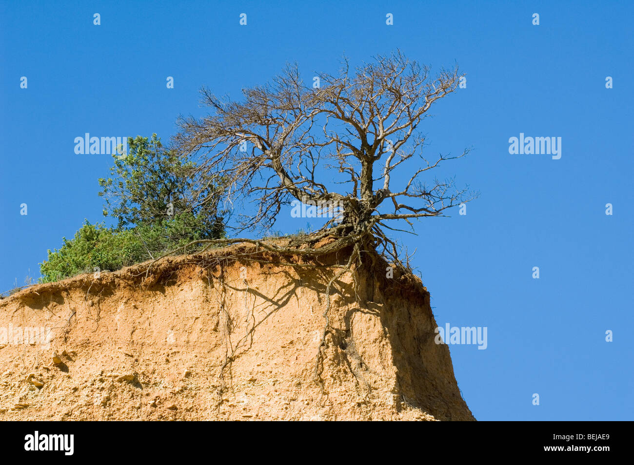Tree exposing its roots at cliff edge due to soil erosion, Provence ...
