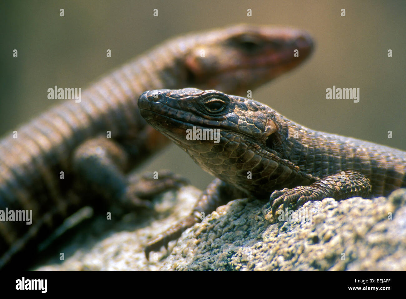 Close up of Giant plated lizards (Gerrhosaurus validus) sunning on rock ...