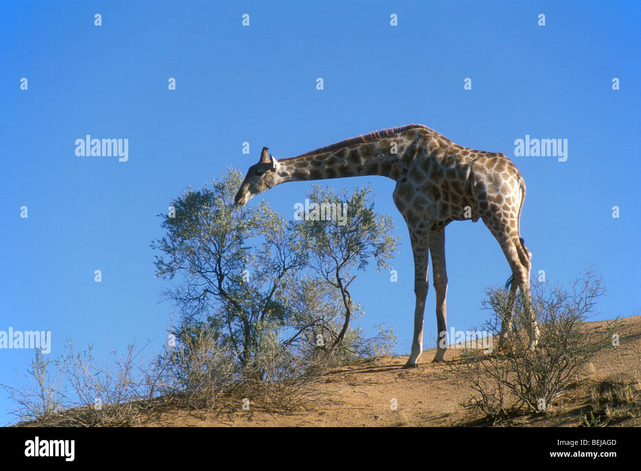 Giraffes eating from tree hi-res stock photography and images - Alamy