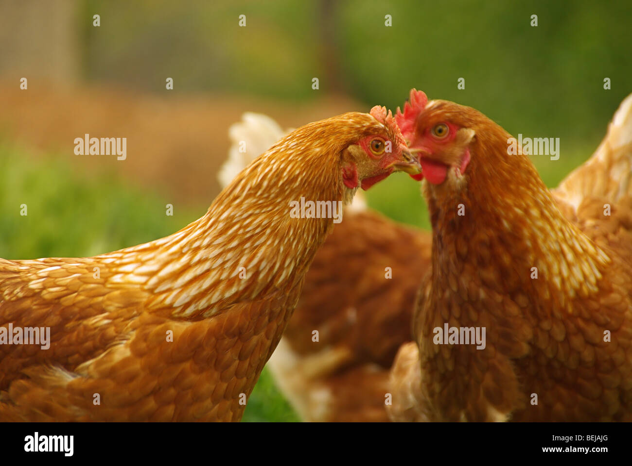 Huhn High Resolution Stock Photography and Images - Alamy