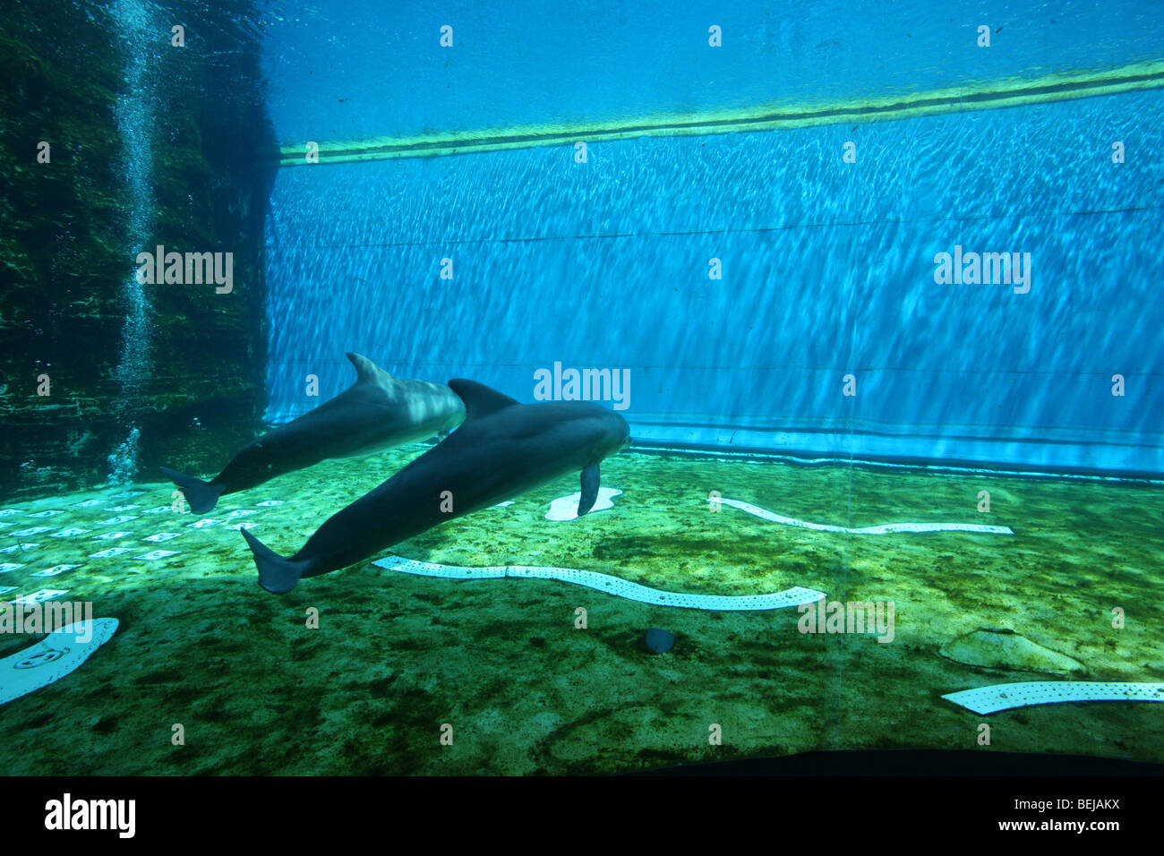 Dolphin tank hi-res stock photography and images - Alamy
