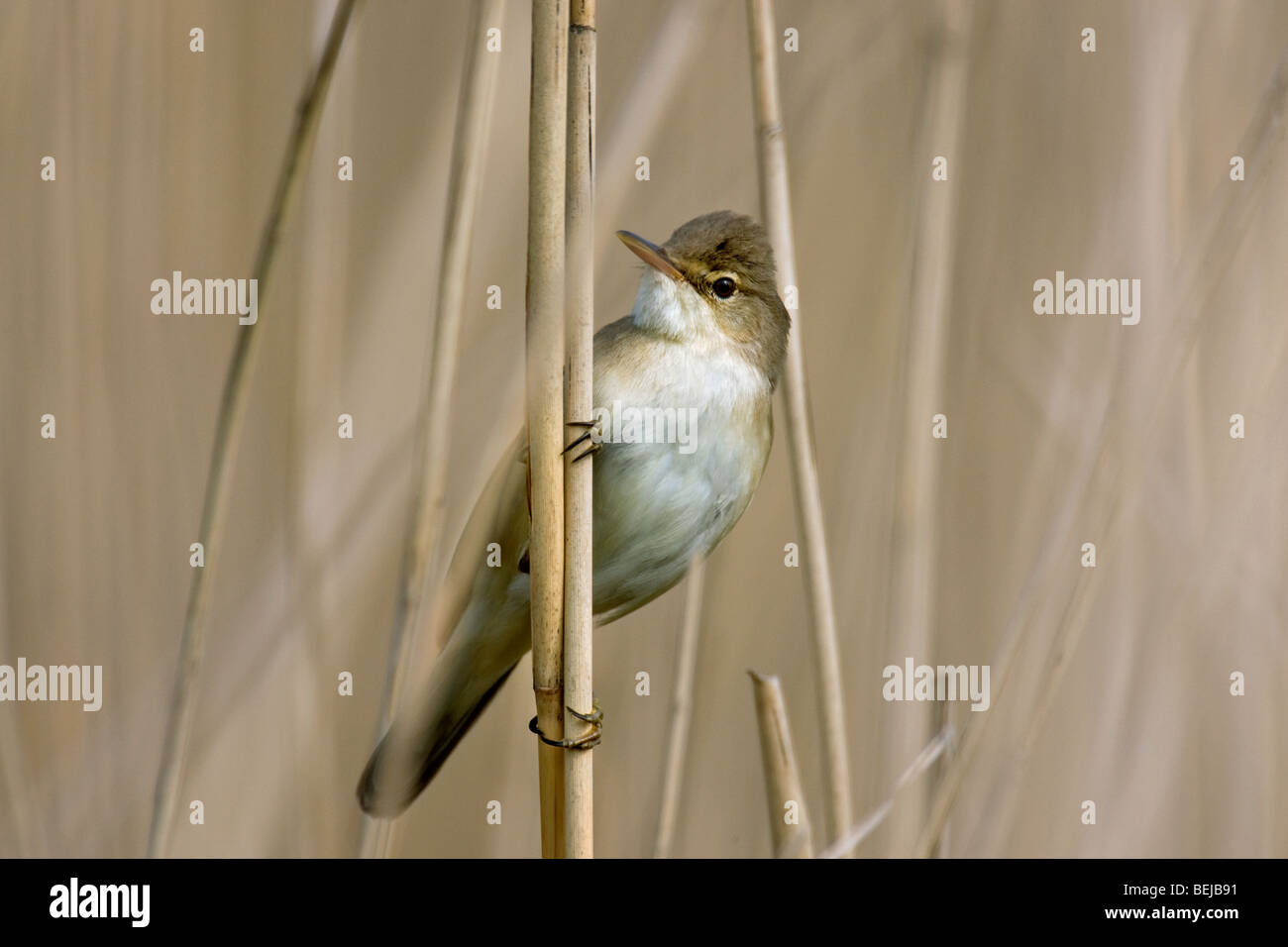 Reed warbler hi-res stock photography and images - Alamy