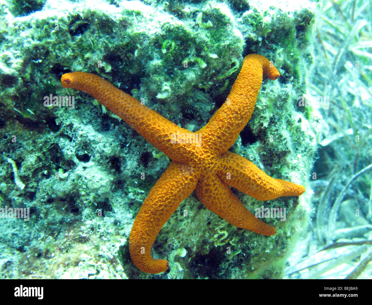 Metazoa hi-res stock photography and images - Alamy