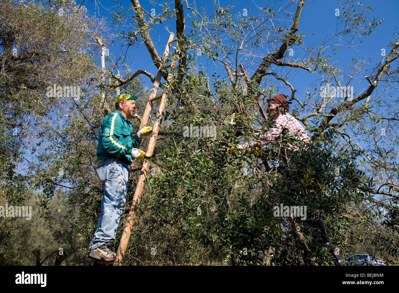 Pruning, Olive trees, Mesagne, Puglia, Italy Stock Photo - Alamy