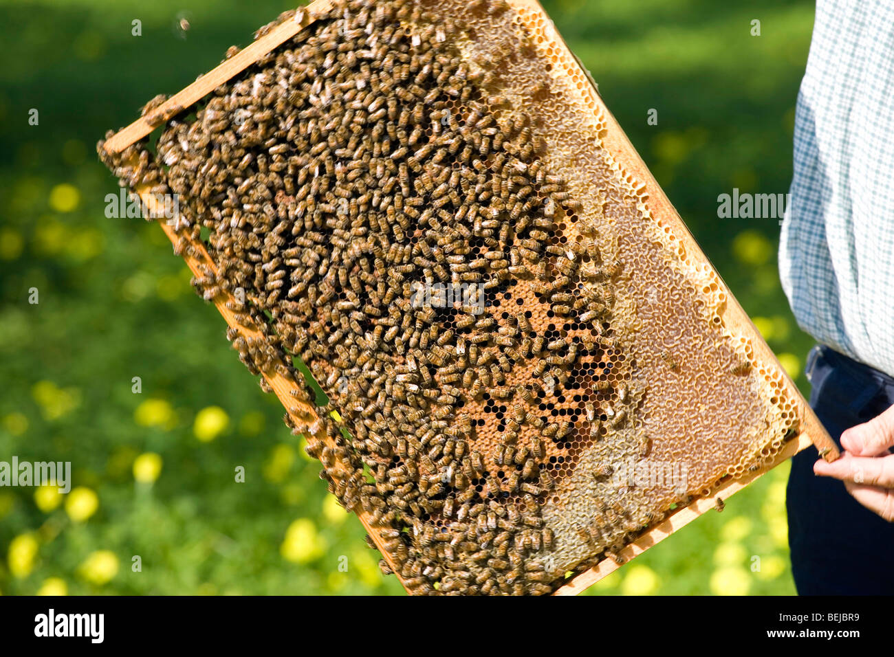 Ape Maya beekeeping, Mesagne, Puglia, Italy Stock Photo - Alamy