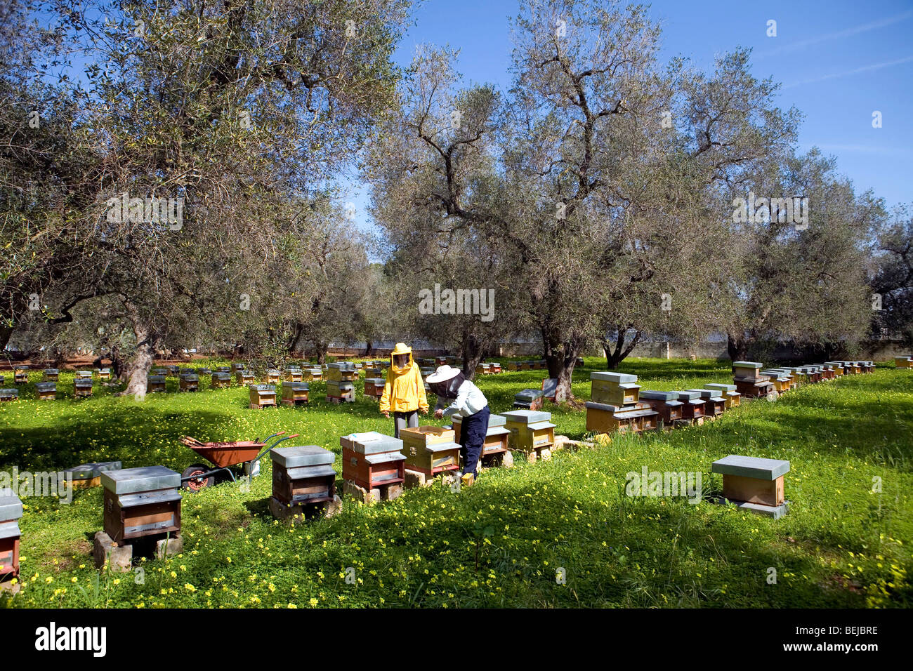 Ape Maya beekeeping, Mesagne, Puglia, Italy Stock Photo - Alamy