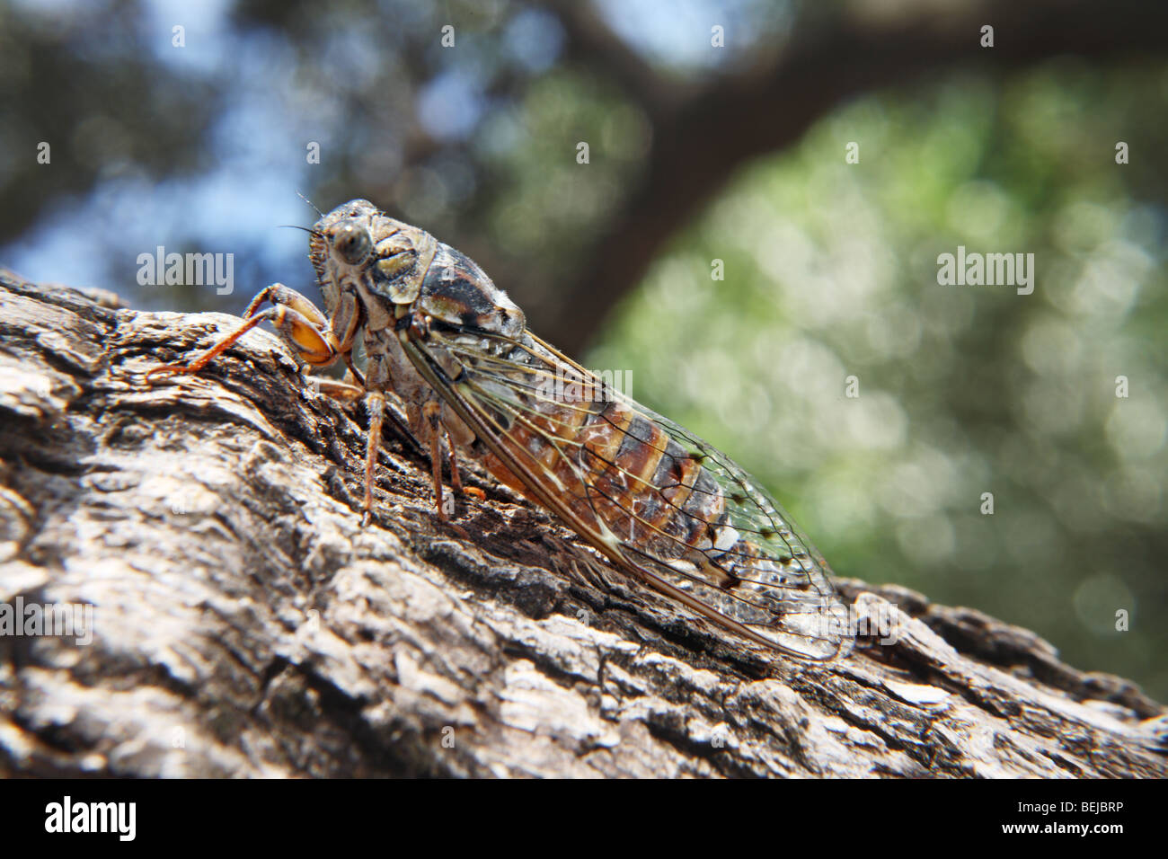Insect Cicada, Cicadidae sitting on the bark of olive tree. Peljesac ...