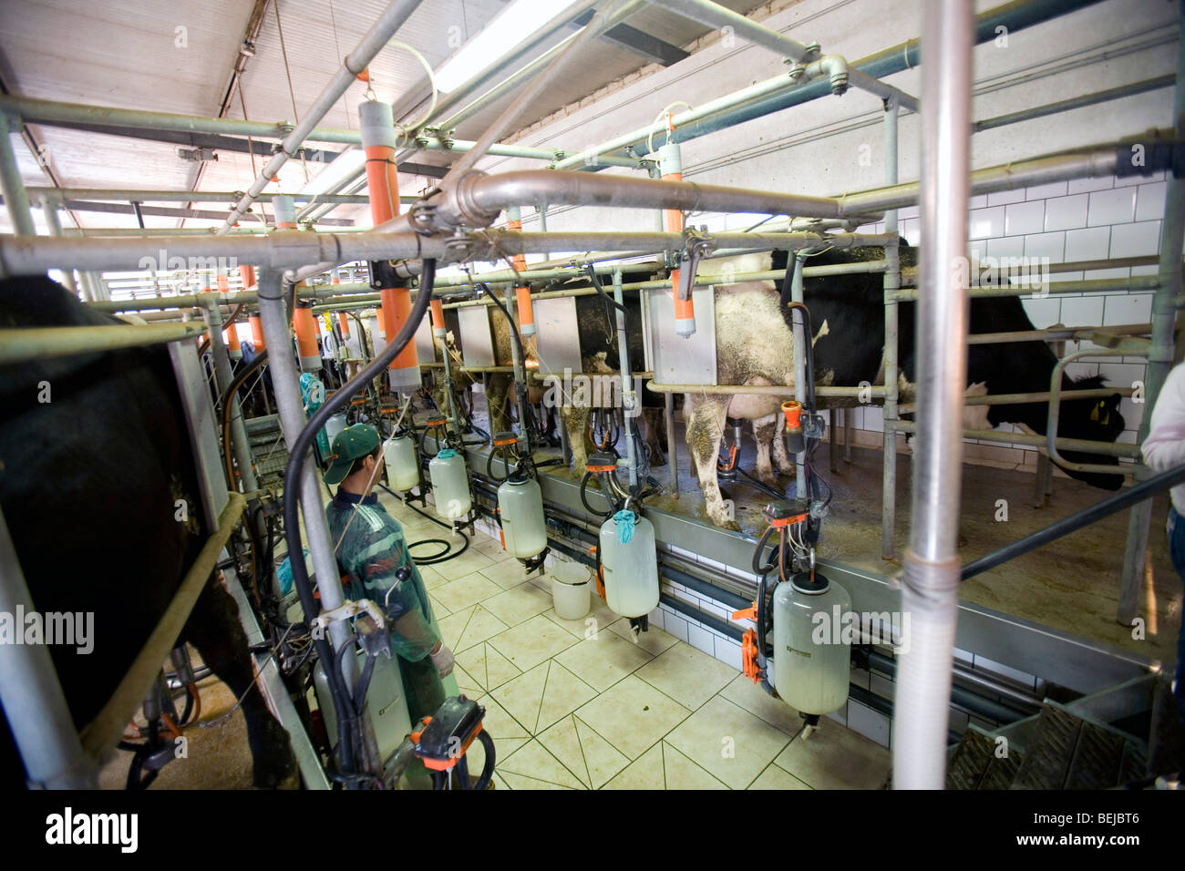Machine milking, Pezzaviva farm, Torre Santa Susanna, Puglia, Italy ...
