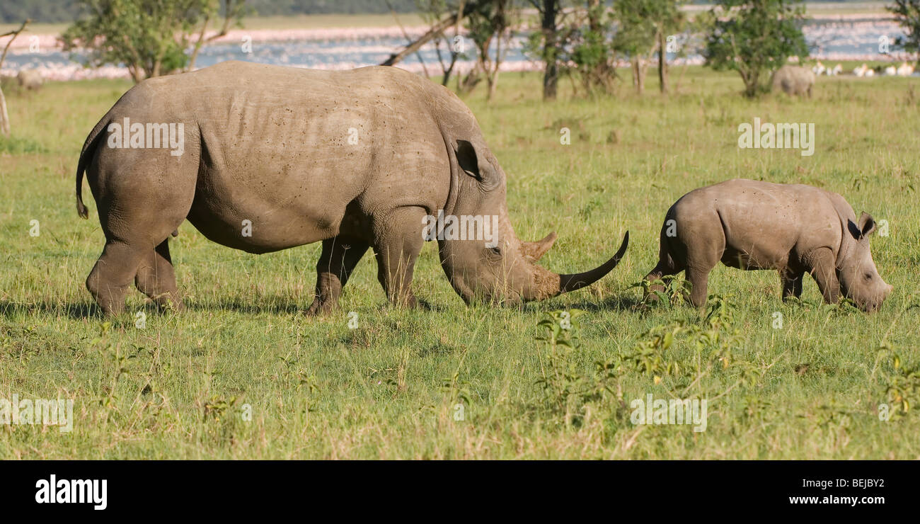 Rhinoc ros hi-res stock photography and images - Alamy