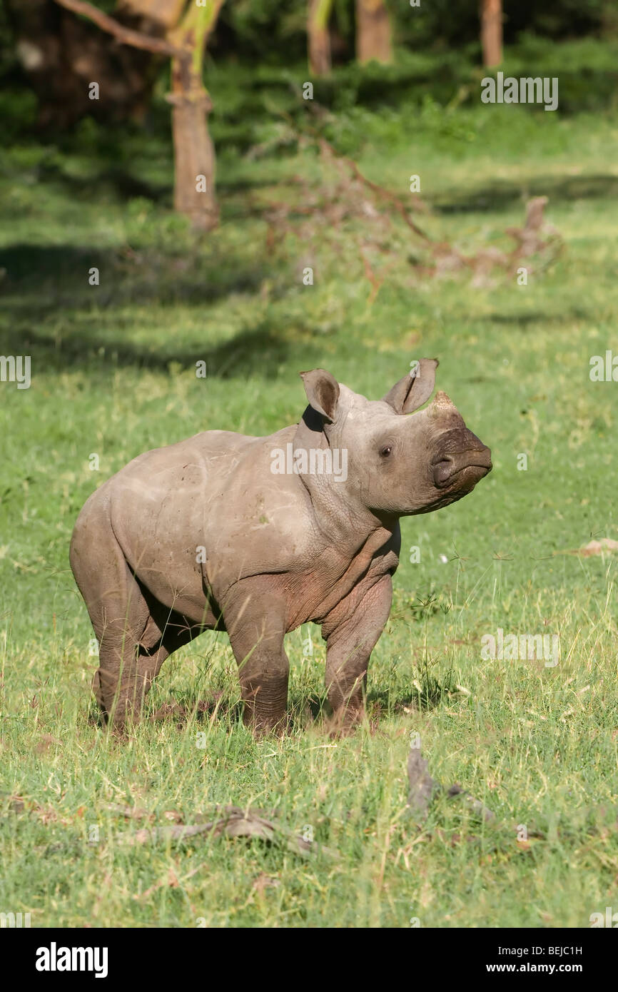 Rhinoc ros hi-res stock photography and images - Alamy