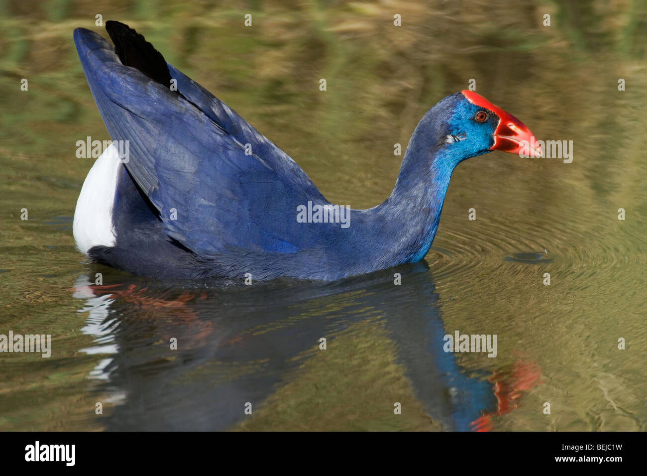 Western swamphen / African purple swamphen / purple moorhen / purple ...
