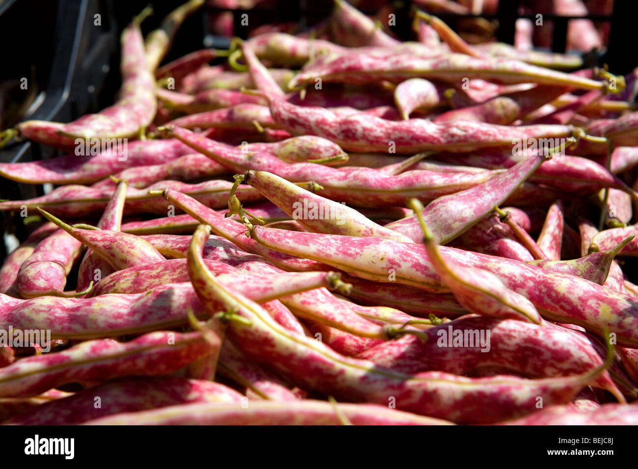 Lamon beans hi-res stock photography and images - Alamy