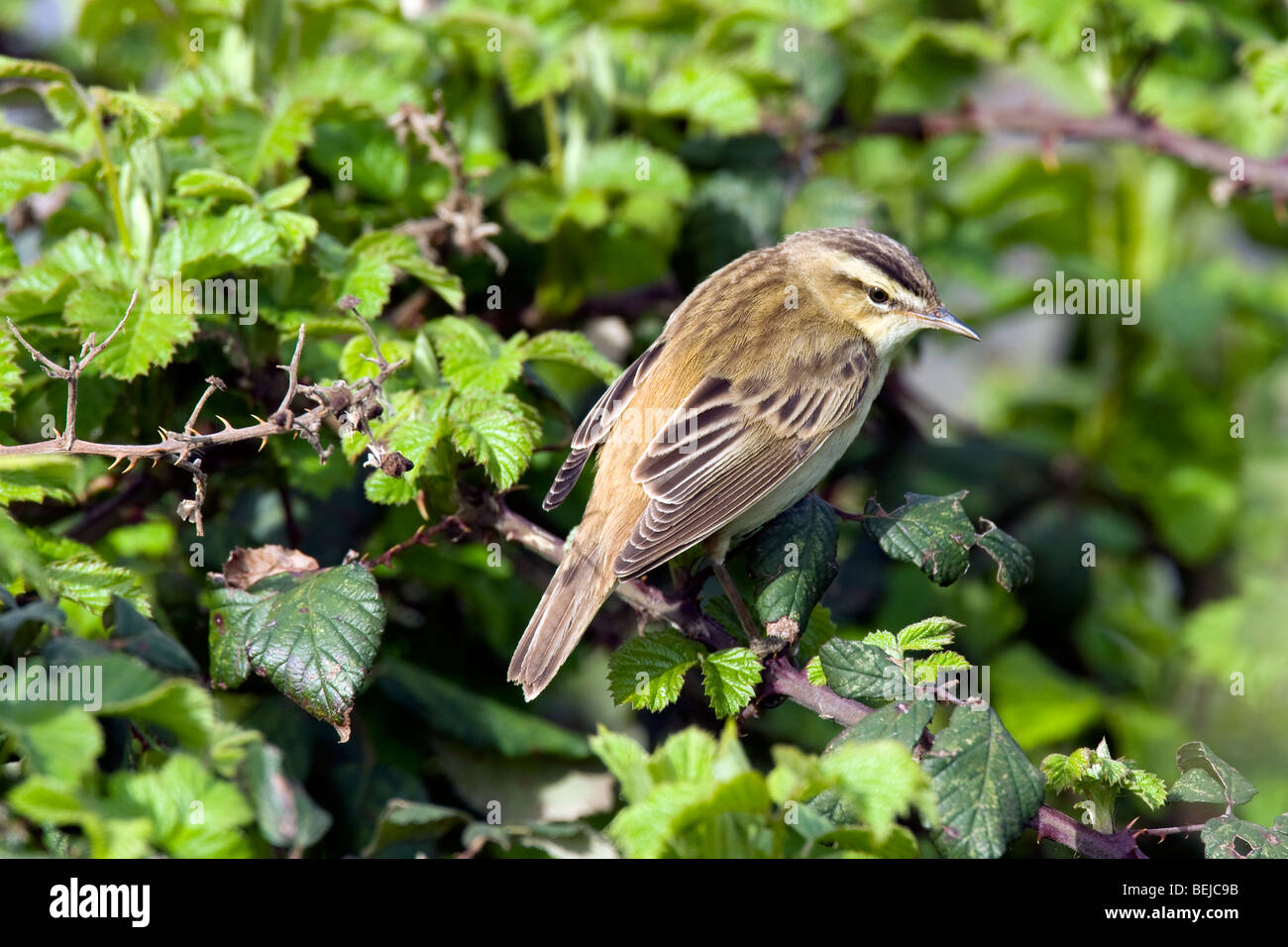 Sedge warbler (Acrocephalus schoenobaenus) singing in thickets, Belgium ...