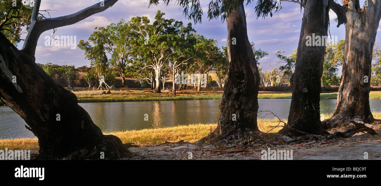 Red river gums murray river hi-res stock photography and images - Alamy