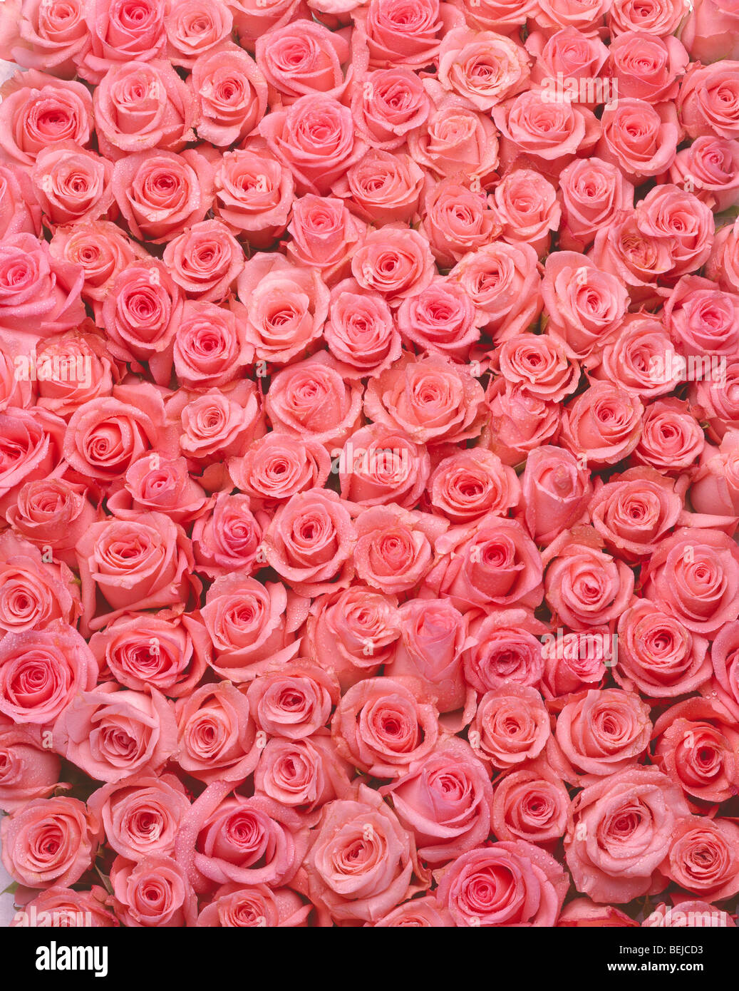 Pink roses with water drops bunched together Stock Photo - Alamy