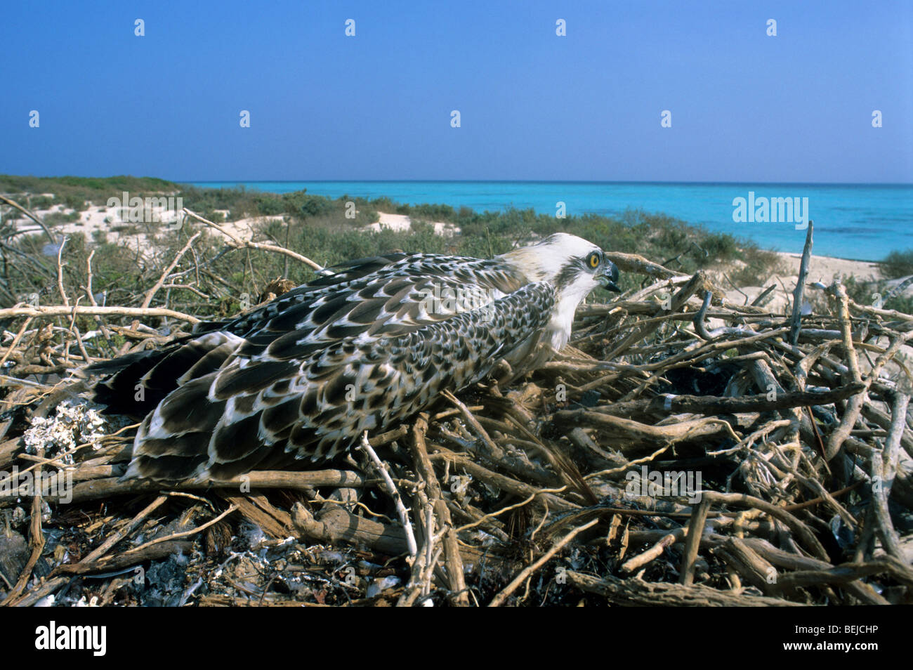 The red sea island saudi hi-res stock photography and images - Alamy