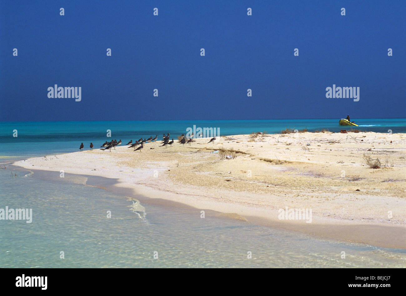 Farasan island saudi arabia hi-res stock photography and images - Alamy