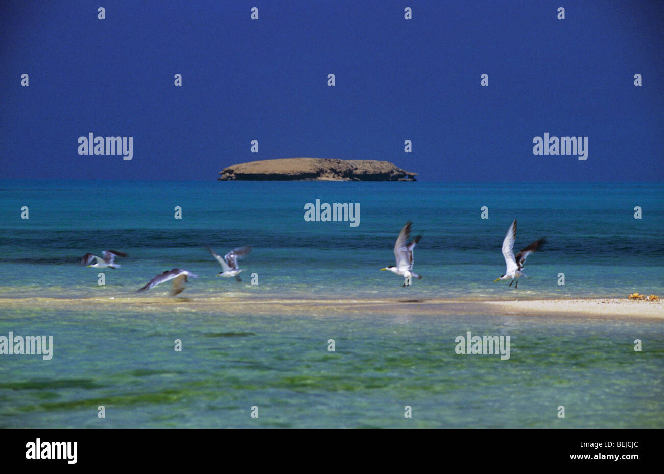 Farasan islands hi-res stock photography and images - Alamy