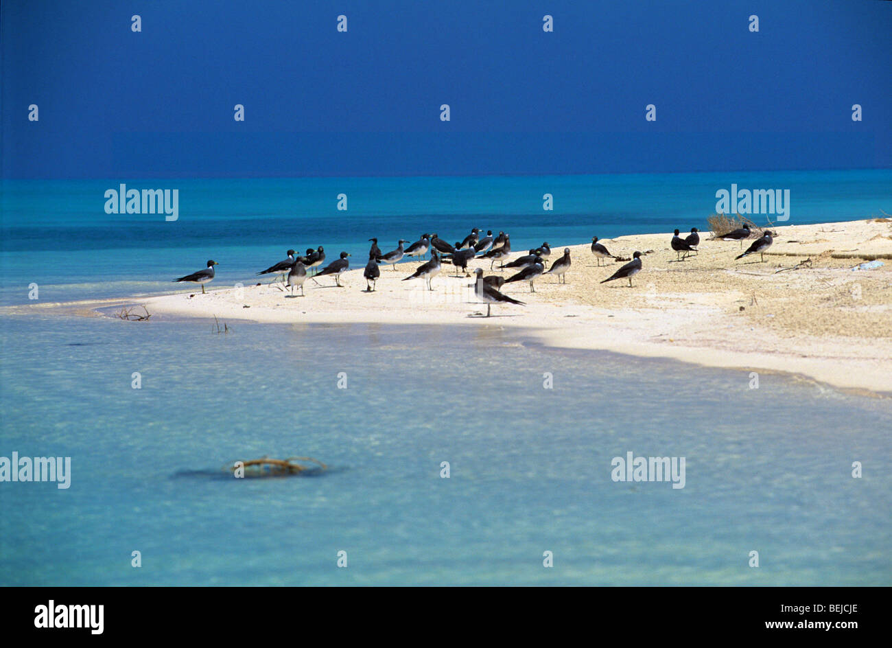 Beach, Farasan Island, Red Sea, Saudi Arabia, Middle East Stock Photo ...