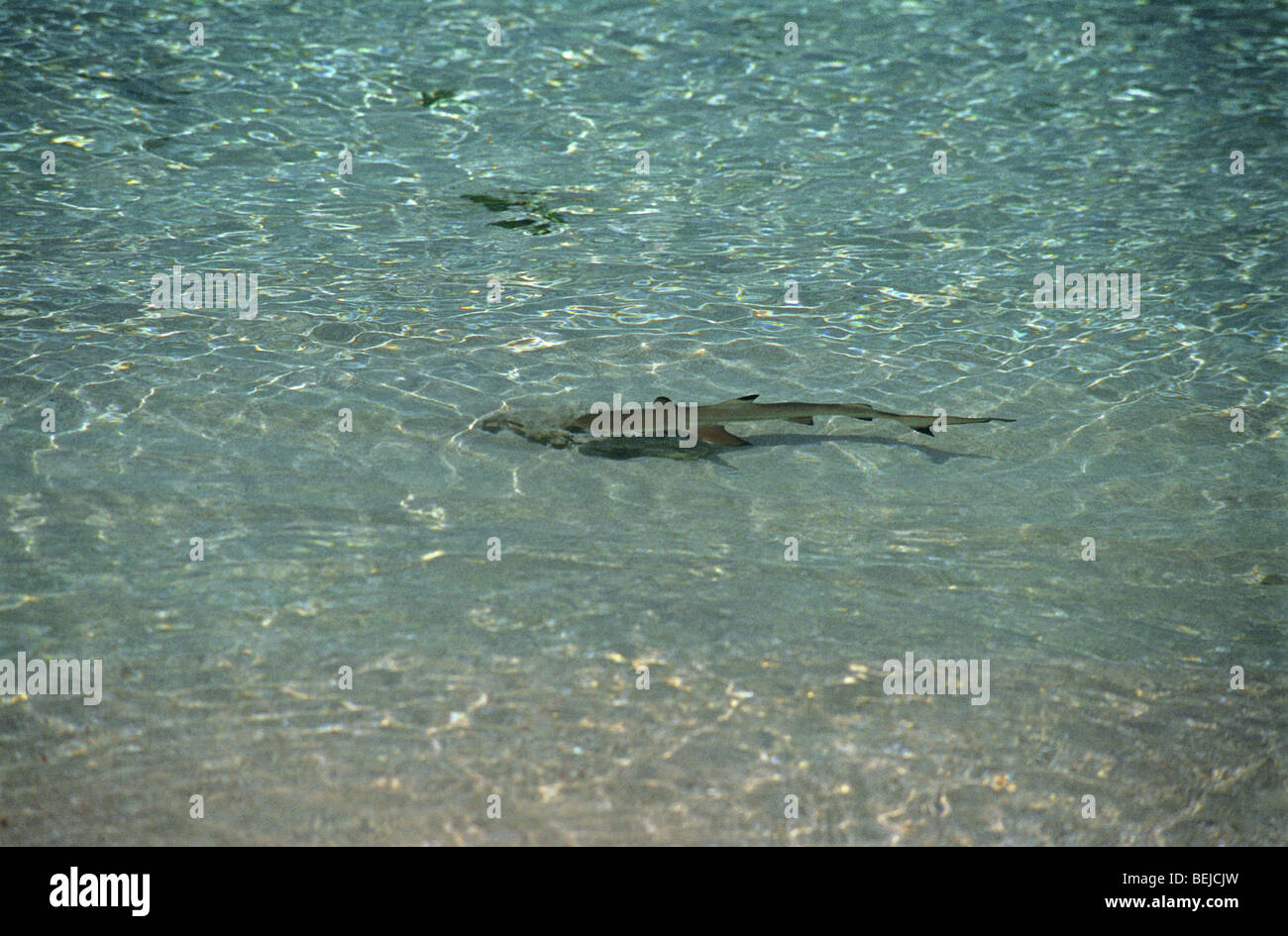 Shark, Farasan Island, Red Sea, Saudi Arabia, Middle East Stock Photo ...