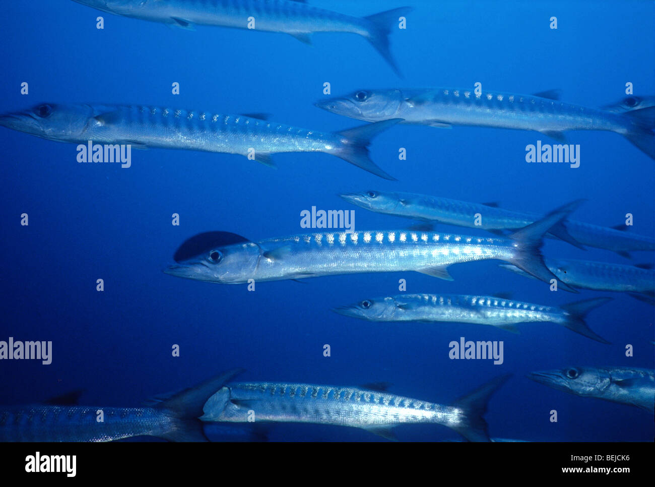 Barracuda, Farasan Island, Red Sea, Saudi Arabia, Middle East Stock ...