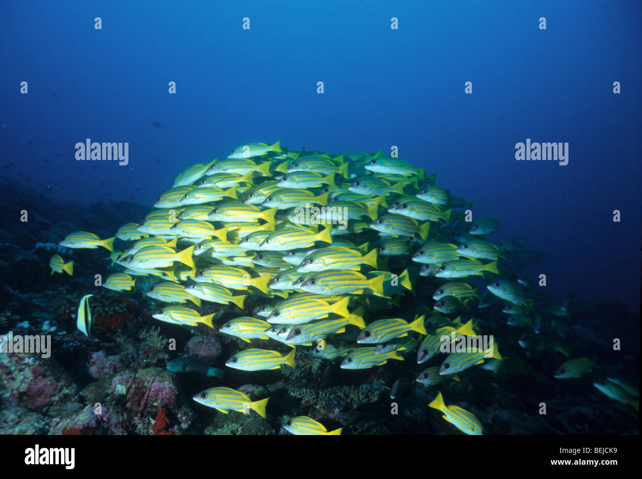 Painted sweetlips diagramma pictum hi-res stock photography and images ...