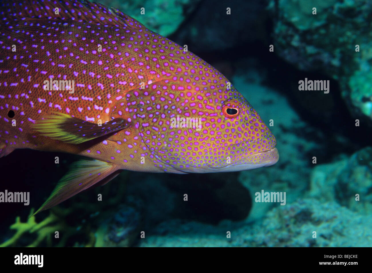 Grouper, Farasan Island, Red Sea, Saudi Arabia, Middle East Stock Photo ...
