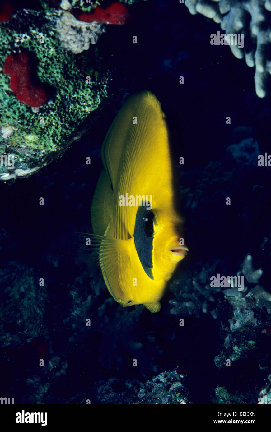 Butterflyfish, Farasan Island, Red Sea, Saudi Arabia, Middle East Stock ...