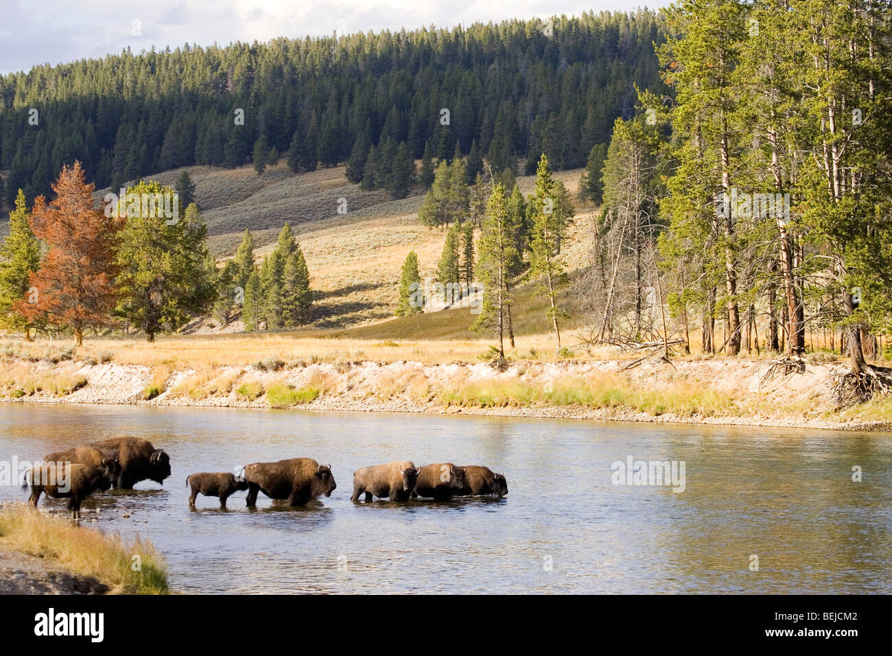 Bison buffalo river hi-res stock photography and images - Alamy
