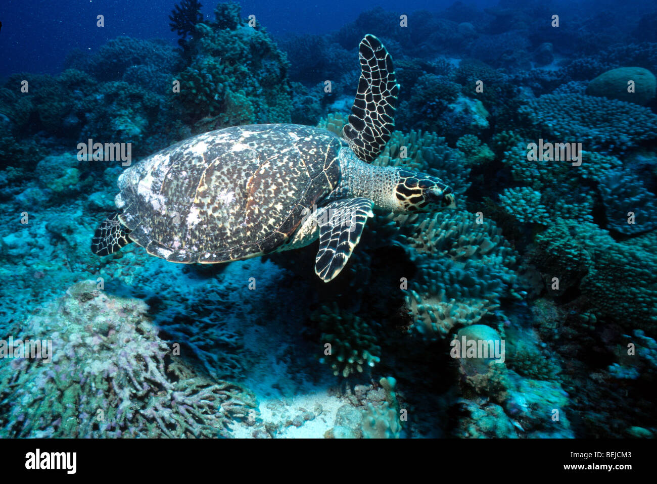 Sea turtle, Farasan Island, Red Sea, Saudi Arabia, Middle East Stock ...