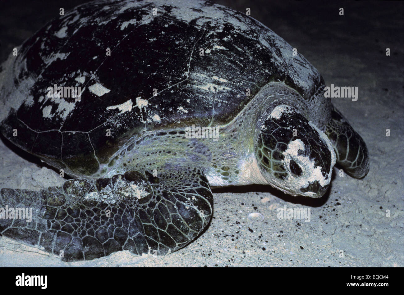Sea turtle, Farasan Island, Red Sea, Saudi Arabia, Middle East Stock ...