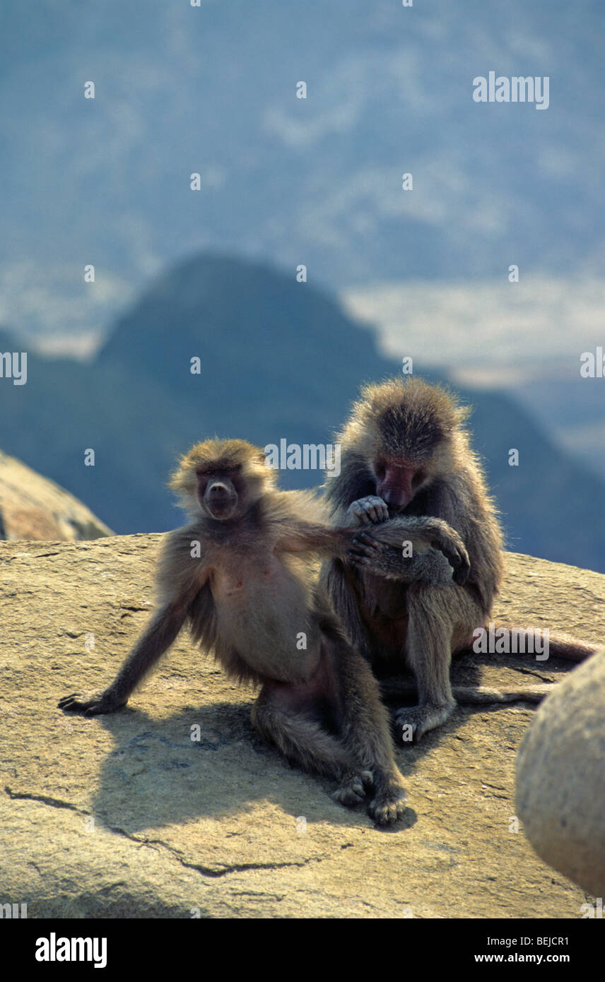 Monkey community, Taif outskirts, Saudi Arabia, Middle East Stock Photo ...