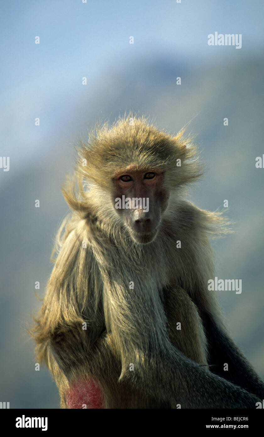 Monkey community, Taif outskirts, Saudi Arabia, Middle East Stock Photo ...