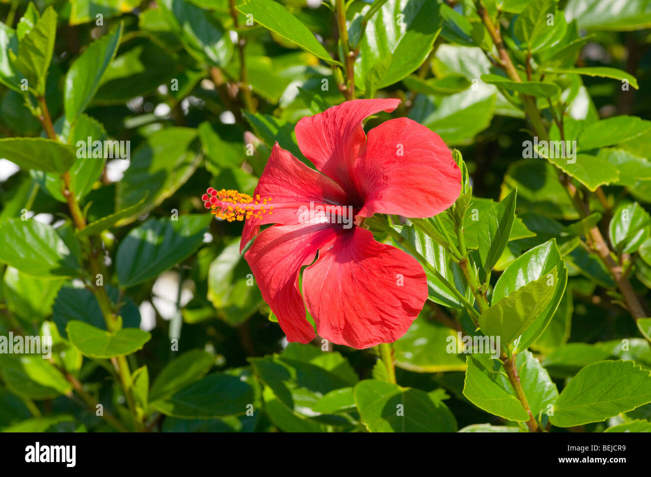 A Red Hibiscus Flower Stock Photo - Alamy
