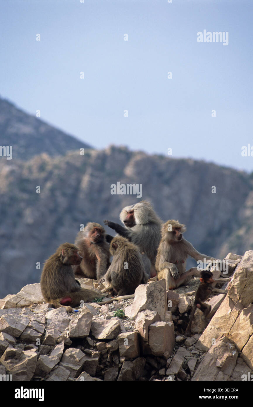Monkey community, Taif outskirts, Saudi Arabia, Middle East Stock Photo ...