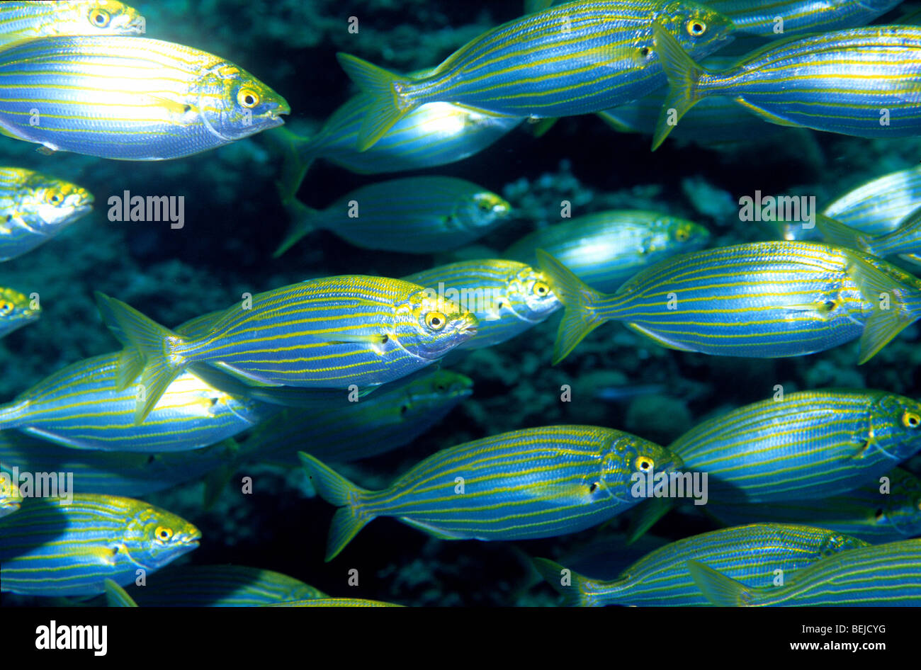 Sarpa Salpa, Ustica, Ustica island, Sicily, Italy Stock Photo - Alamy