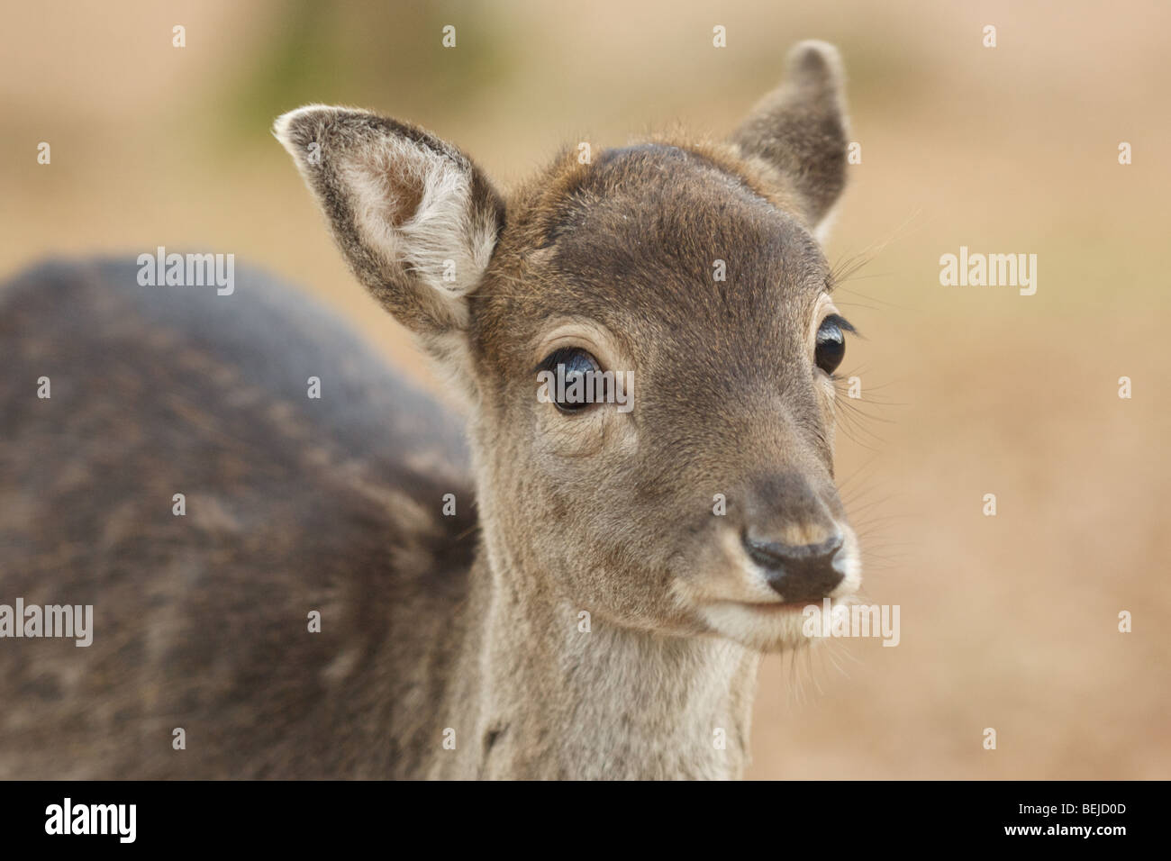 Fawn is watching Stock Photo - Alamy