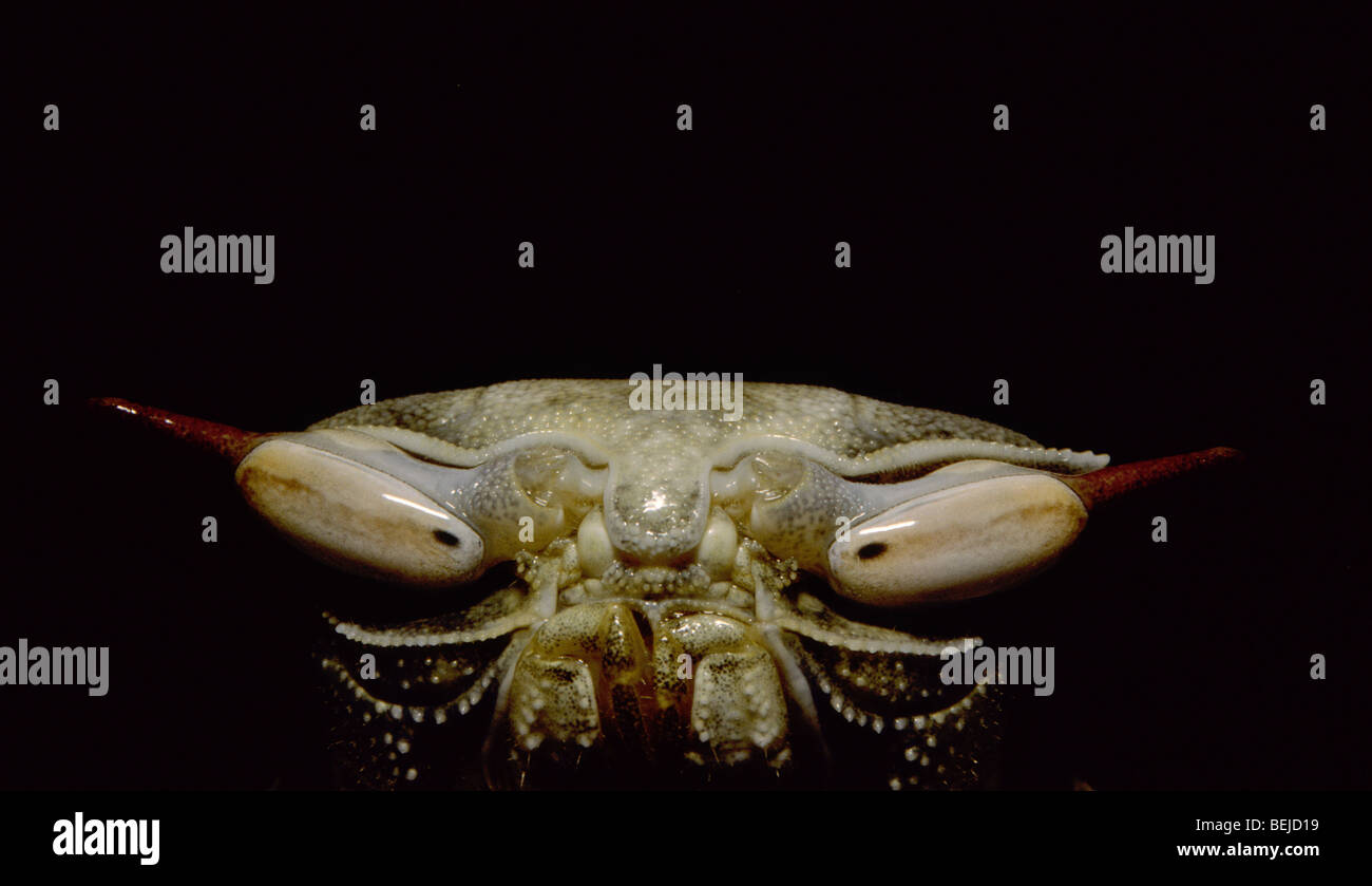 Pachygrapsus marmoratus hi-res stock photography and images - Alamy