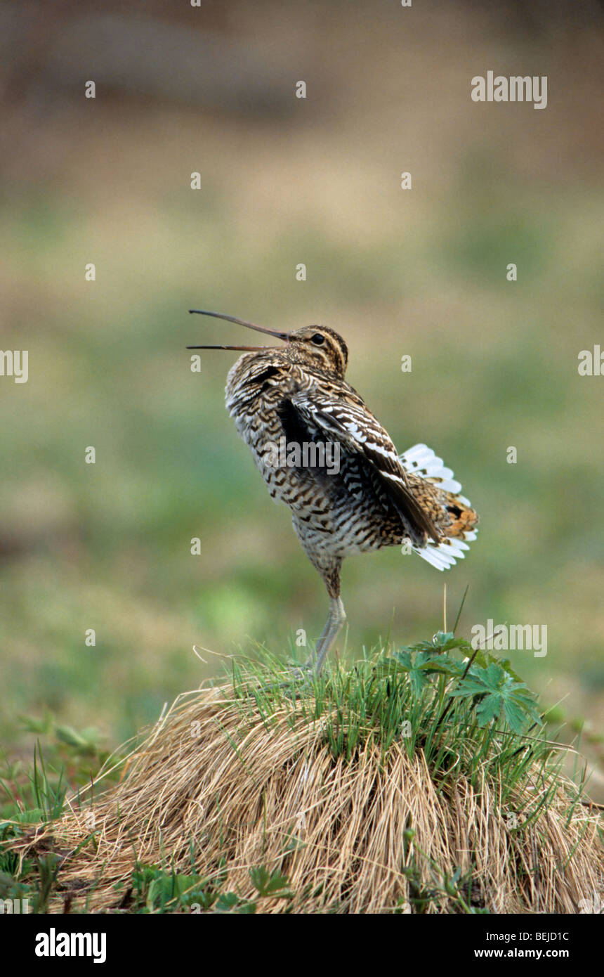 Great snipe (Gallinago media) displaying at lek on the tundra ...