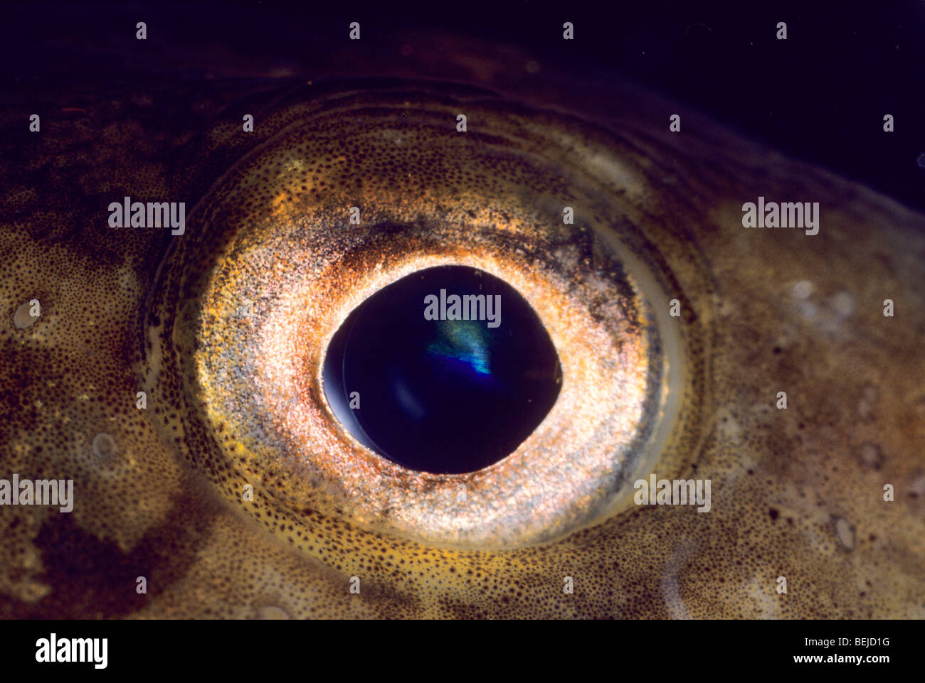 Eye on fish hi-res stock photography and images - Alamy