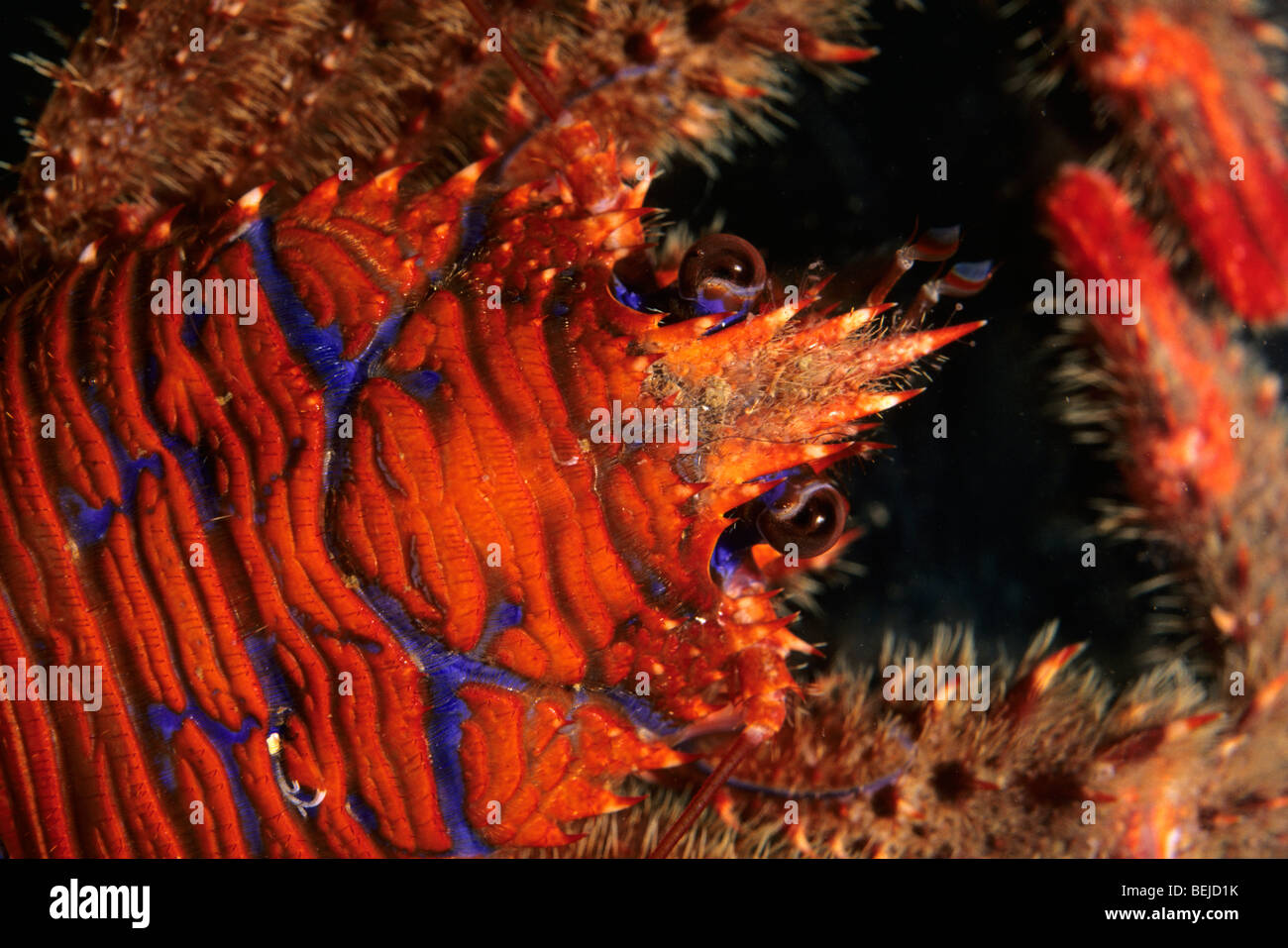 Galatea hi-res stock photography and images - Alamy