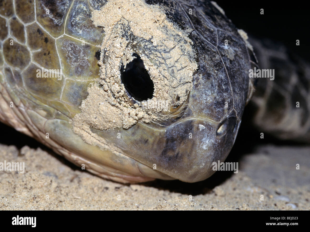 Testudo hi-res stock photography and images - Alamy