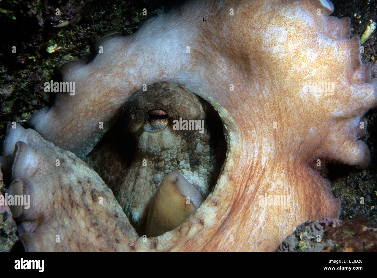 The octopus hi-res stock photography and images - Alamy
