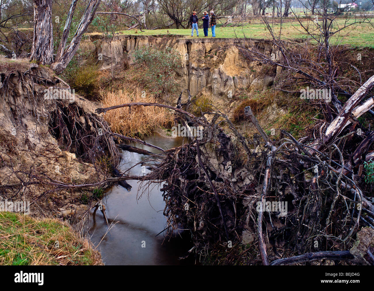 Riverbank exposed tree roots soil hi-res stock photography and images ...