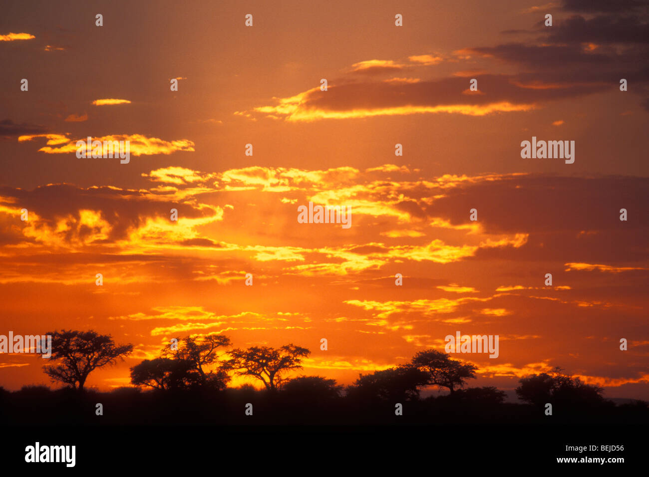 Kalahari Desert Sunset